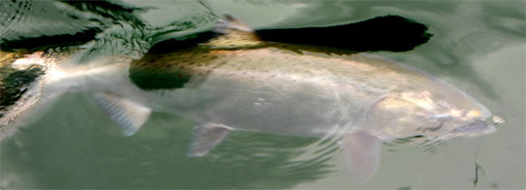 Green Point Salmon Fishing Map | SquidPro Tackle's Salmon Chronicles