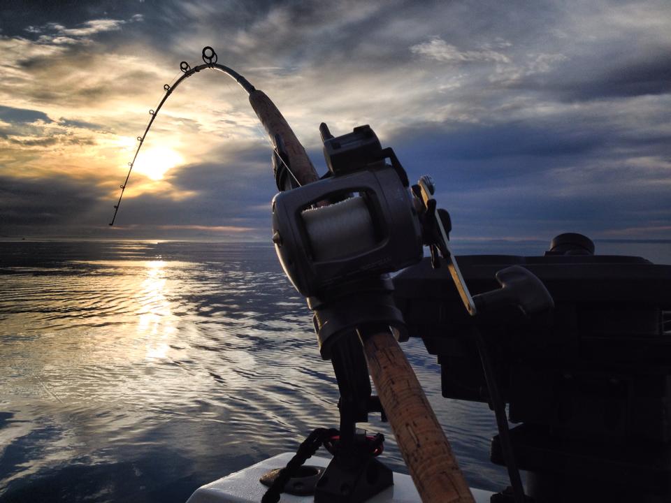 Central Puget Sound Summer Chinook (King) Salmon Season Cancelled in ...